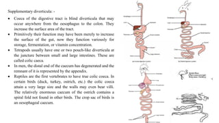 Digestive system Lecture.pdf | Pet Supplies | Pets