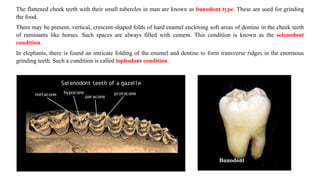 Digestive system Lecture.pdf | Pet Supplies | Pets