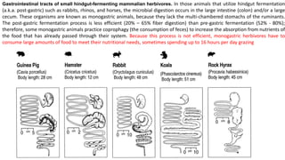 Digestive system Lecture.pdf | Pet Supplies | Pets
