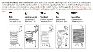Digestive system Lecture.pdf