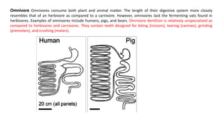 Digestive system Lecture.pdf