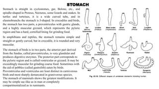 Digestive system Lecture.pdf | Pet Supplies | Pets