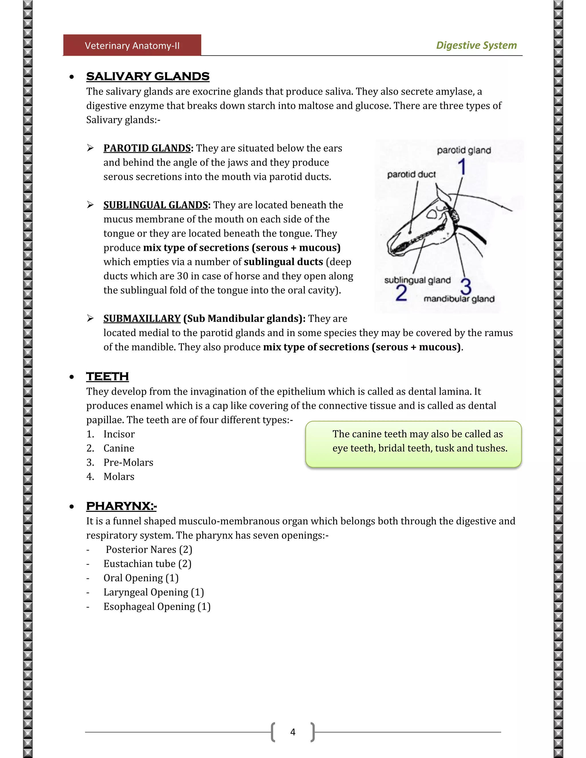 Veterinary Anatomy of Digestive system of different animals and there ...