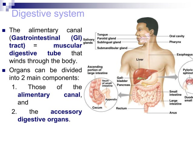Digestive system lecture slides.pdf