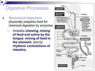 Digestive system lecture slides.pdf