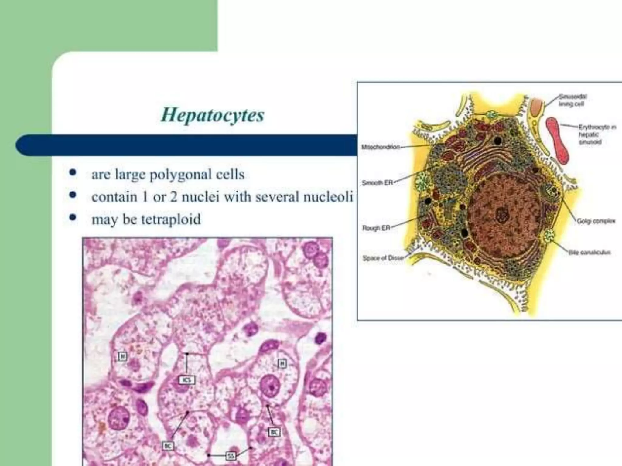 Digestive System Liver, Gall Bladder and Pancreas.pptx | Medical Health