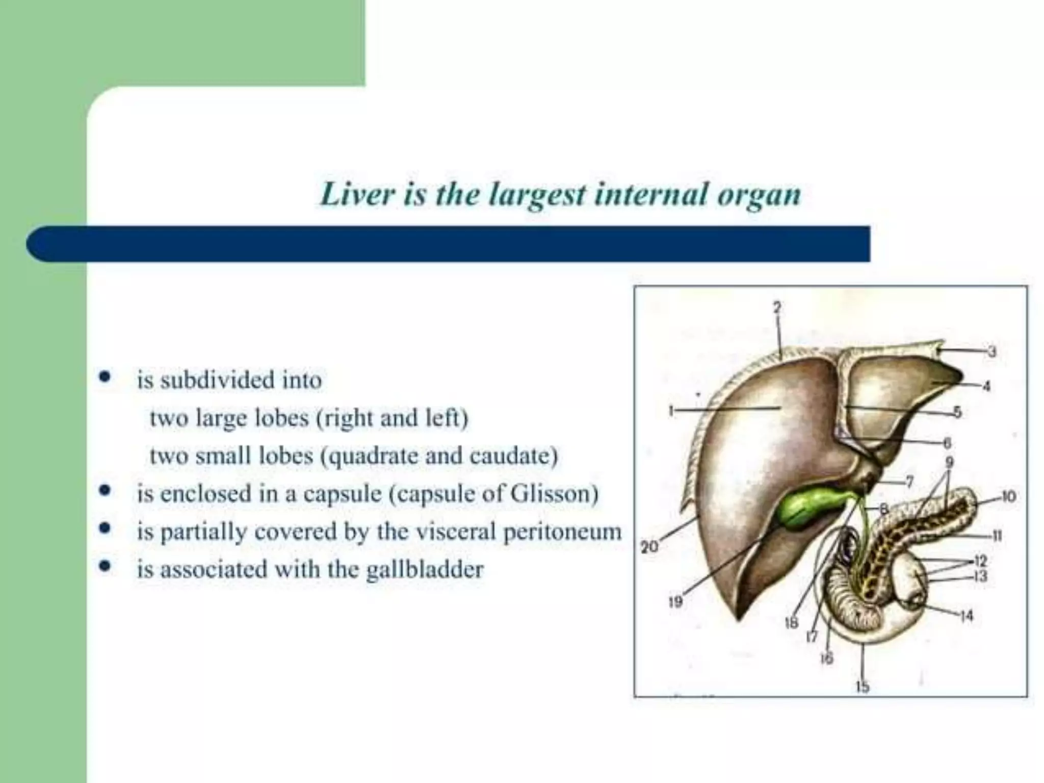 Digestive System Liver, Gall Bladder and Pancreas.pptx | Medical Health