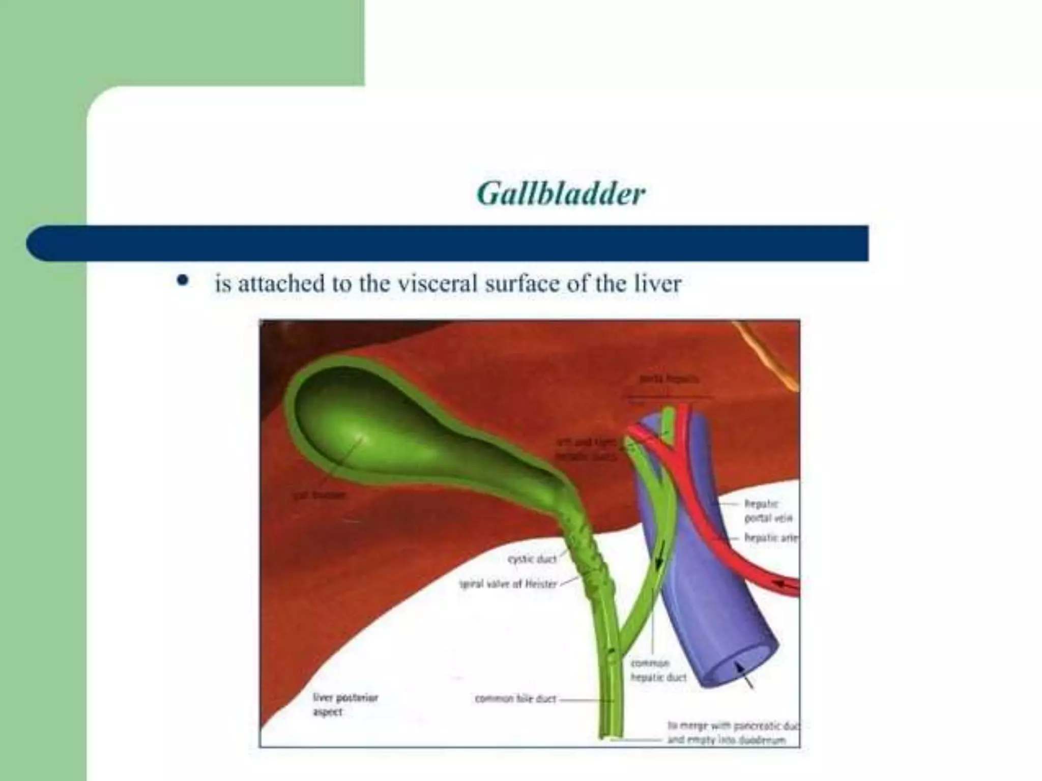Digestive System Liver, Gall Bladder and Pancreas.pptx | Medical Health