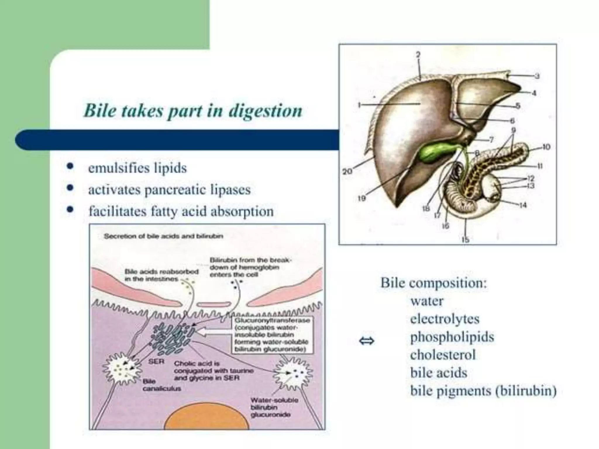 Digestive System Liver, Gall Bladder and Pancreas.pptx | Medical Health