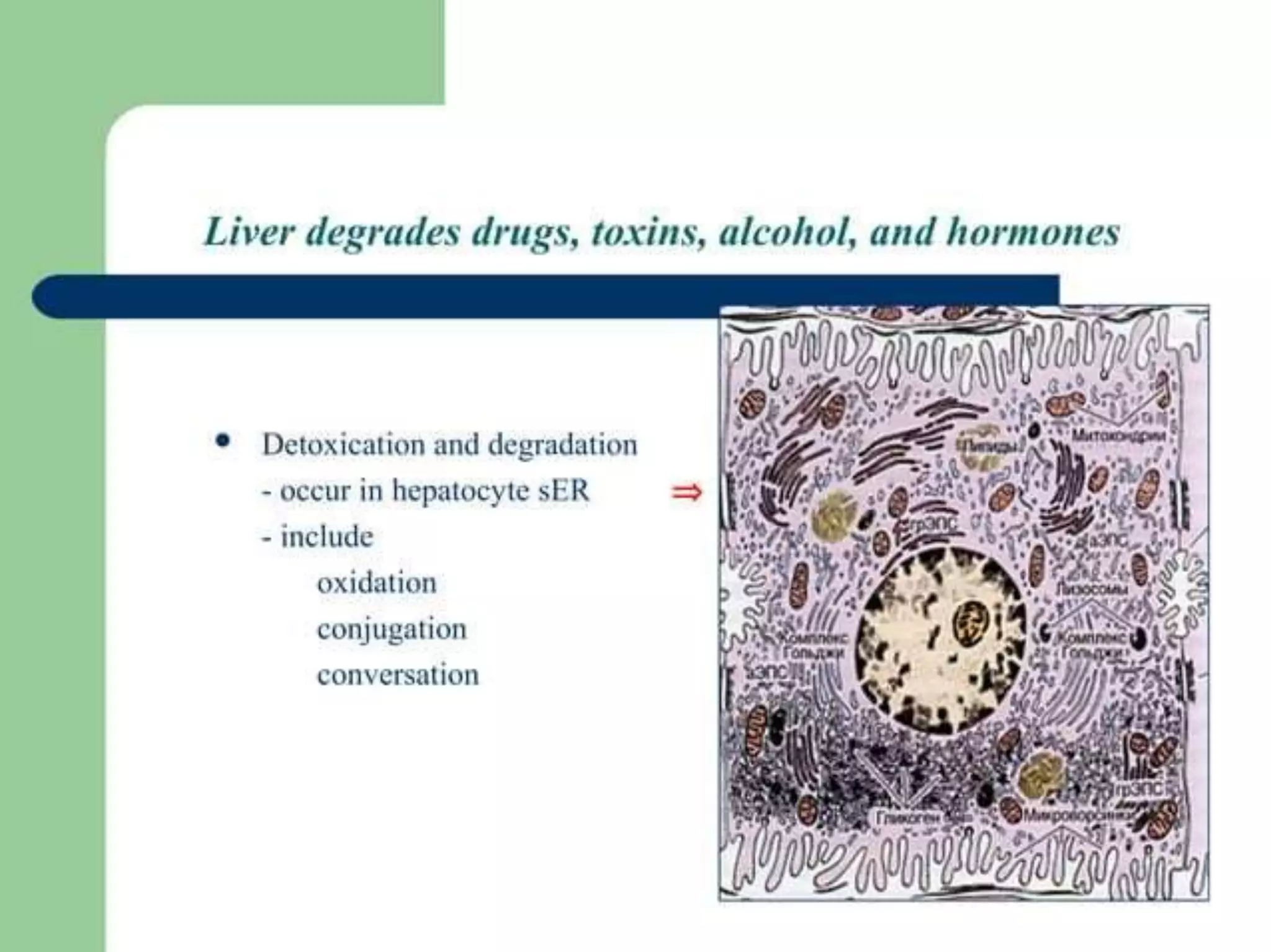 Digestive System Liver, Gall Bladder and Pancreas.pptx | Medical Health