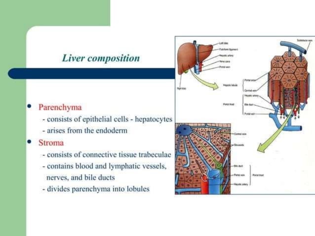 Digestive System Liver, Gall Bladder and Pancreas.pptx | Medical Health