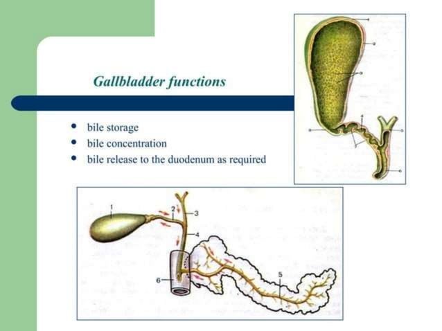 Digestive System Liver, Gall Bladder and Pancreas.pptx | Medical Health