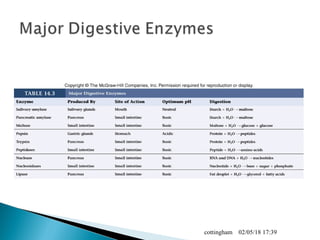 Major Digestive Enzymes Chart