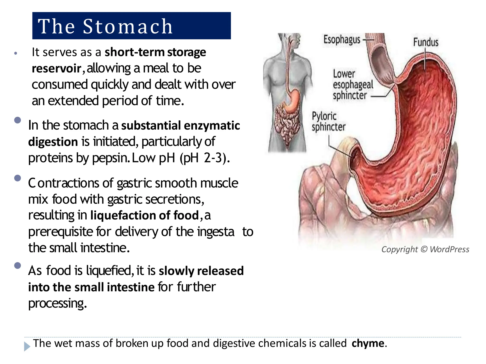 Digestive System Medical Class Lecture.pptx | Digestive Disorders ...