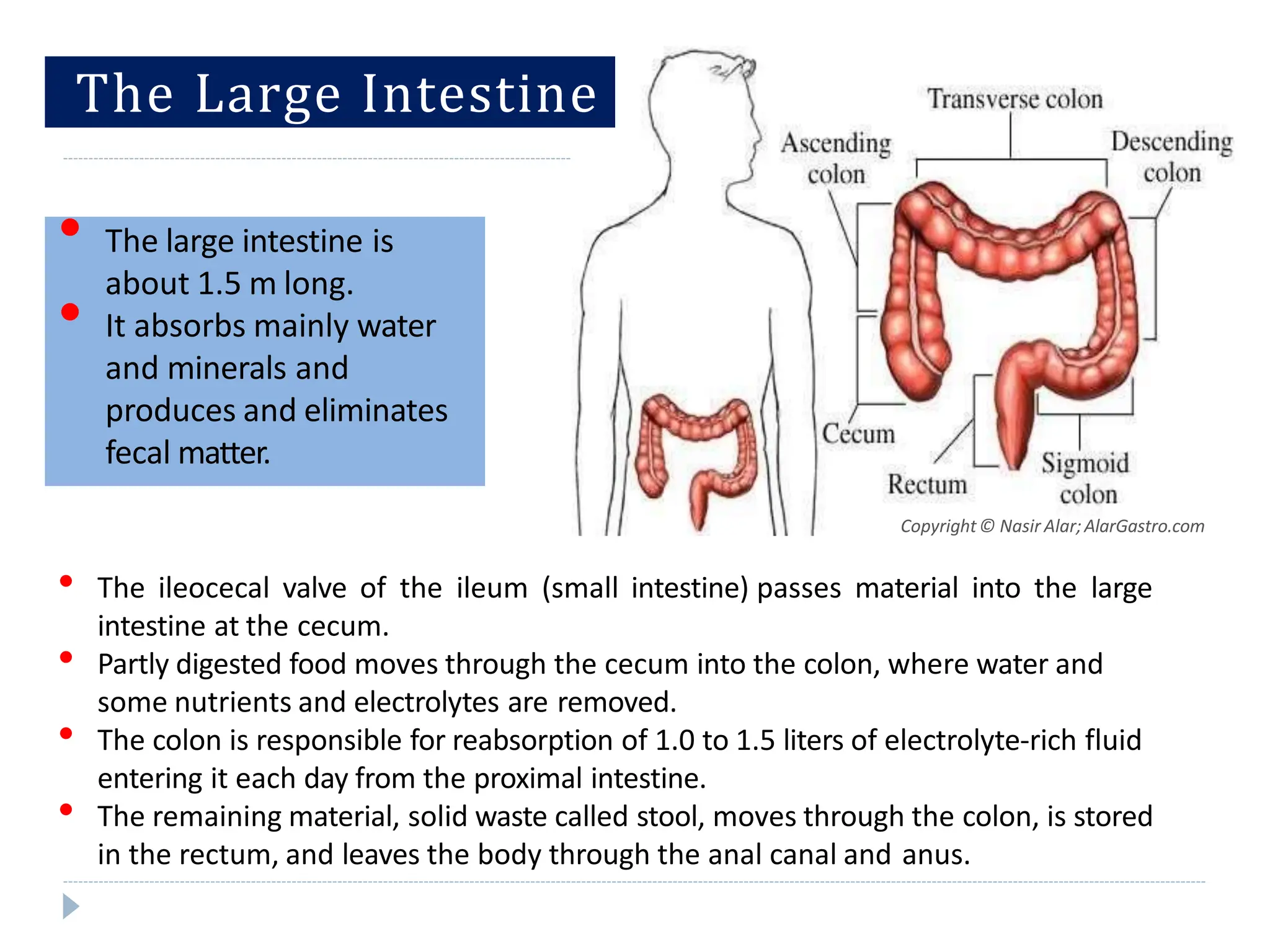 Digestive System Medical Class Lecture.pptx
