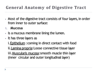 Digestive System Medical Class Lecture.pptx