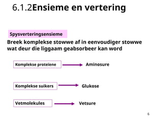digestive_system_notas graad 11.en.af.pdf