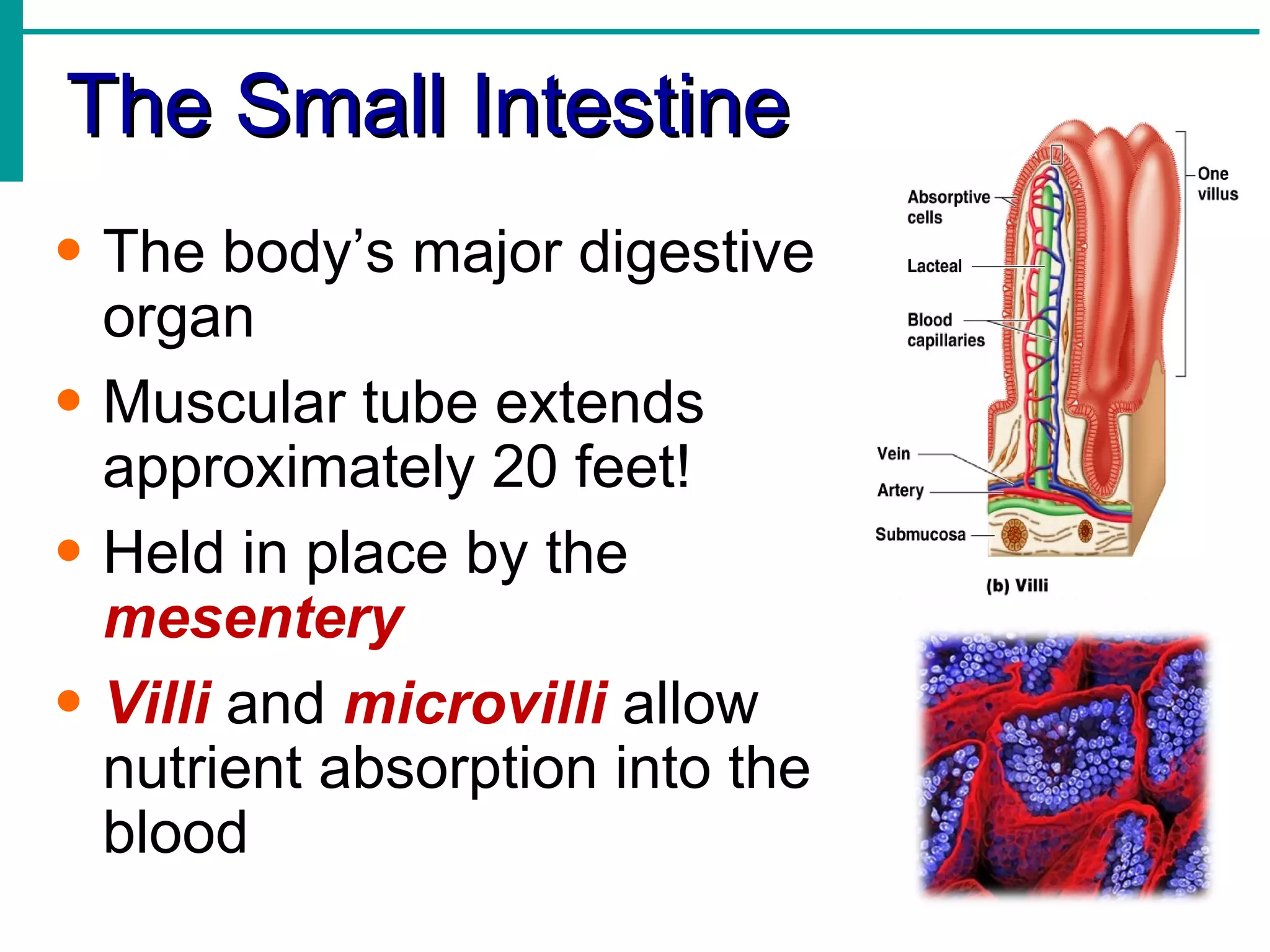 Digestive System Notes | PPT