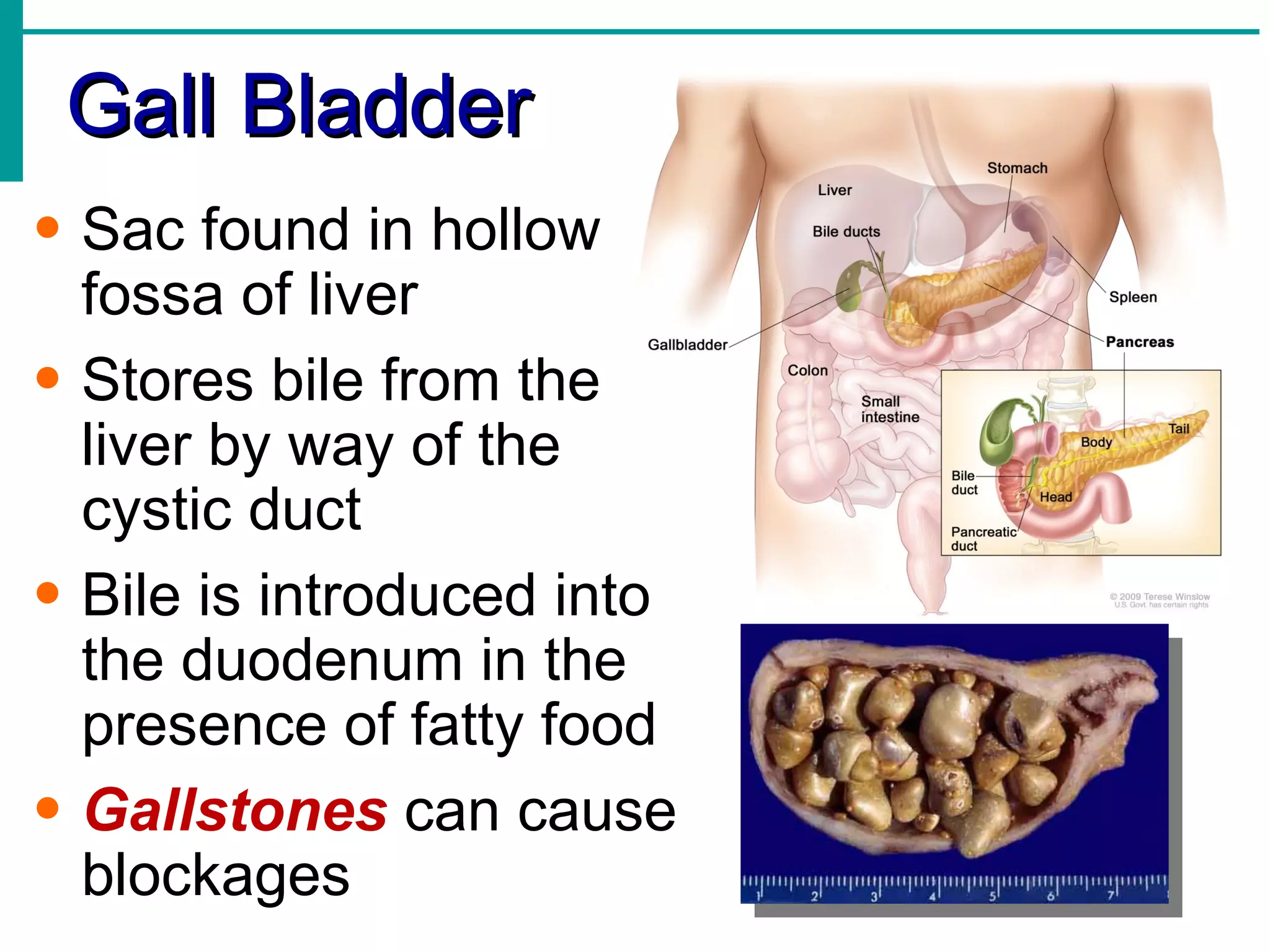 Digestive System Notes | PPT