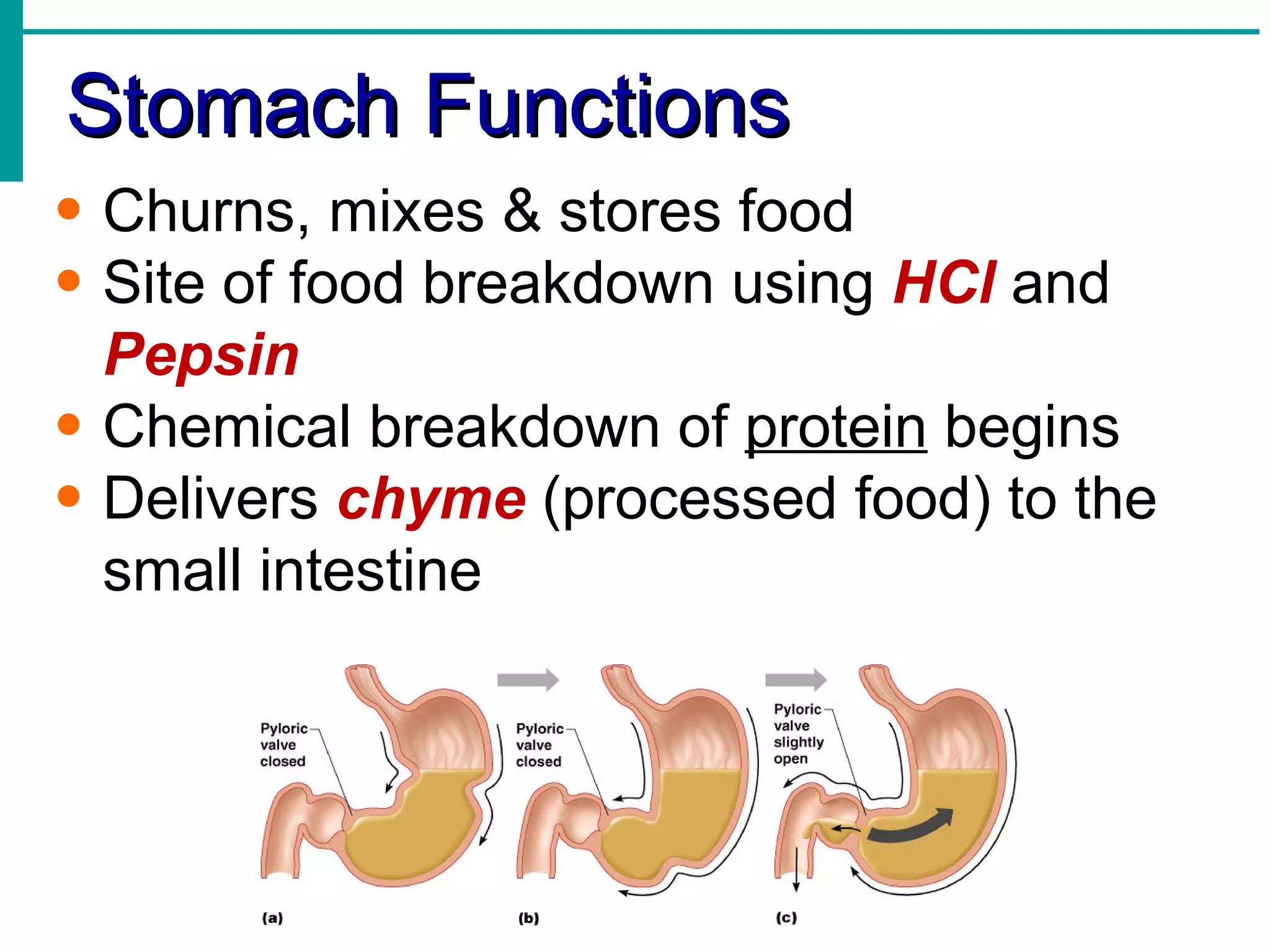 Digestive System Notes | PPT
