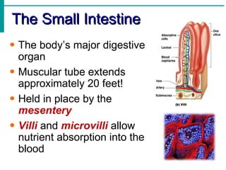 Digestive System Notes | PPT
