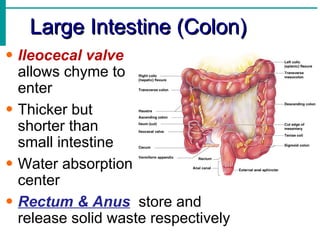 Digestive System Notes | PPT
