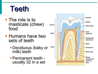 Digestive System Notes | PPT