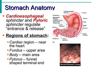 Digestive System Notes | PPT