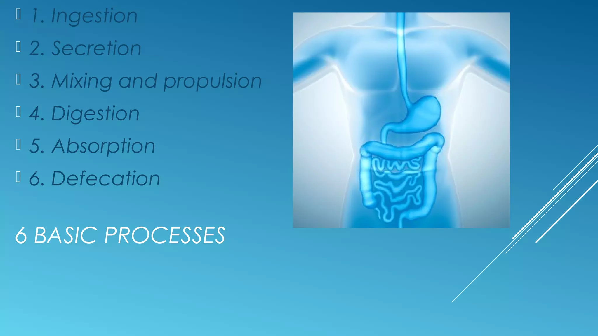 Digestive system notes | PPT
