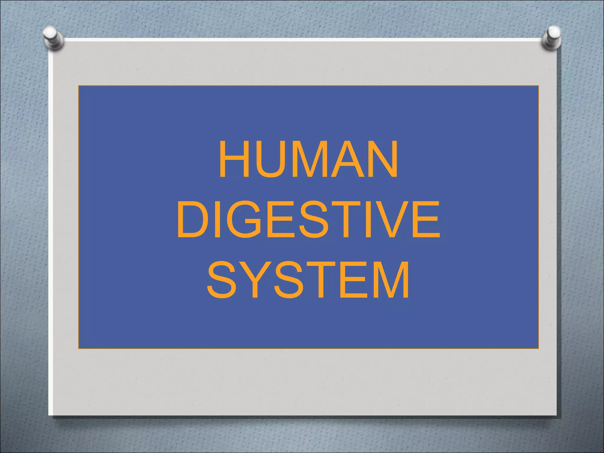 Digestive System Notes | PPT