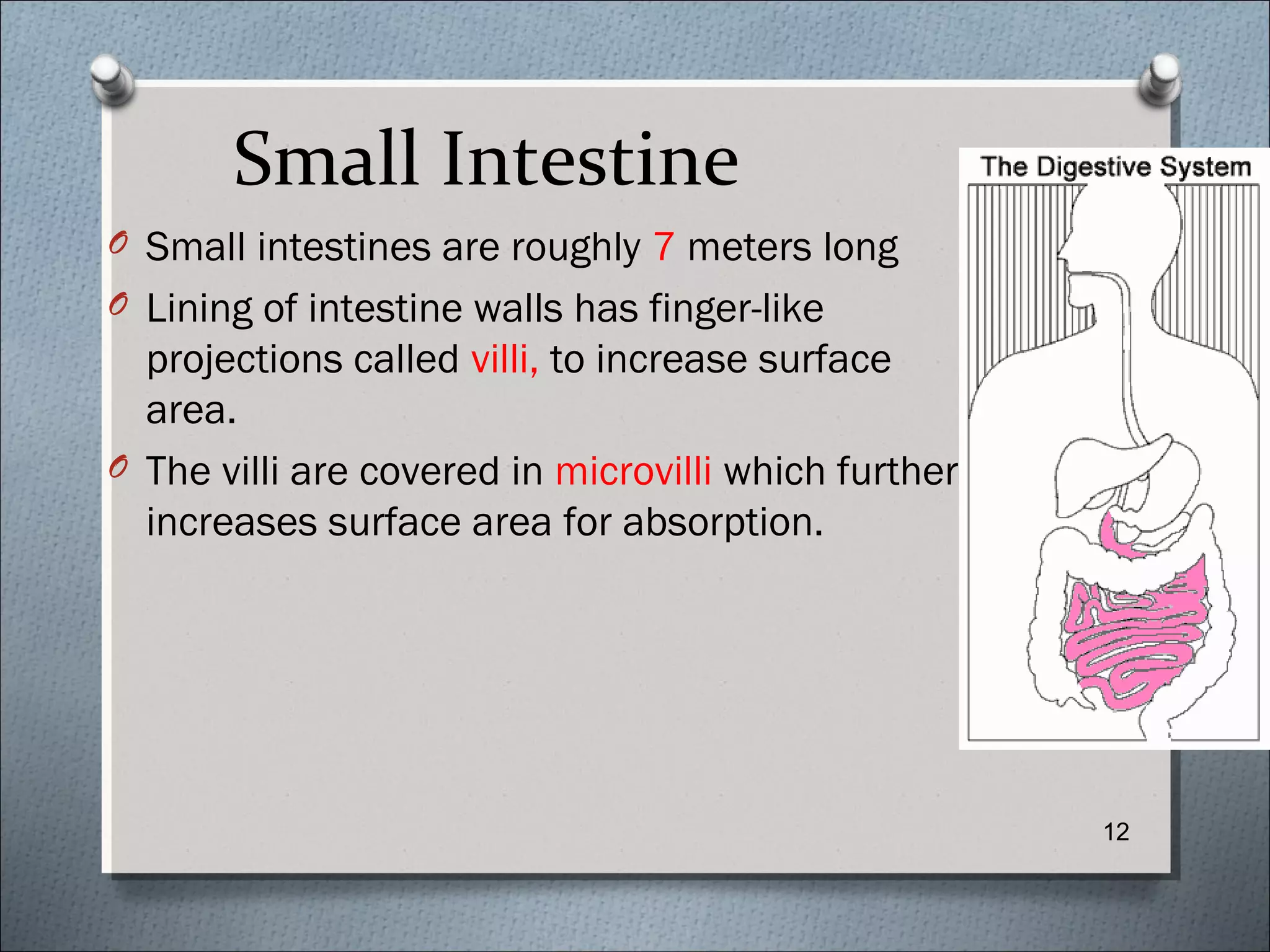 Digestive System Notes | PPT