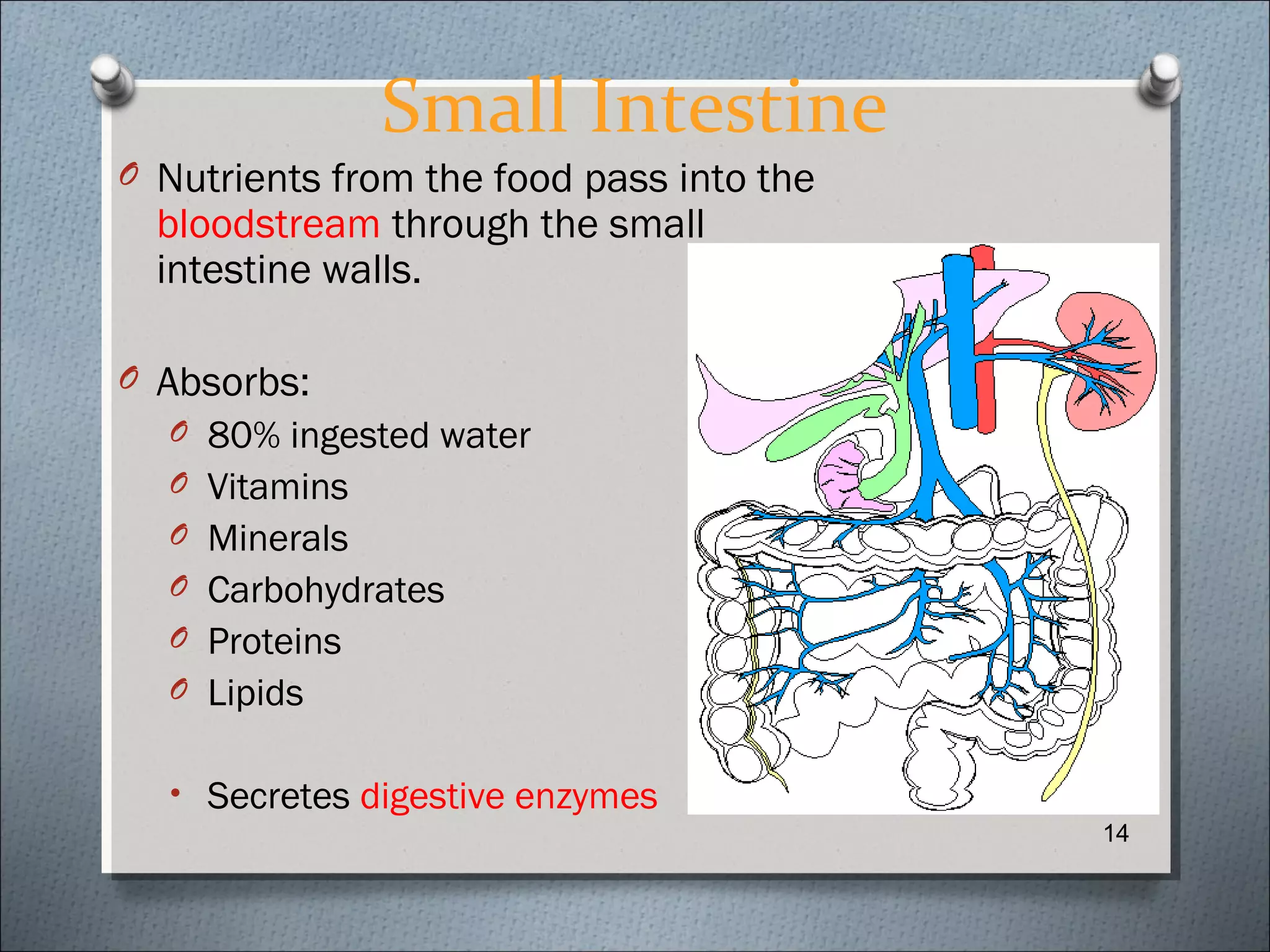 Digestive System Notes | PPT