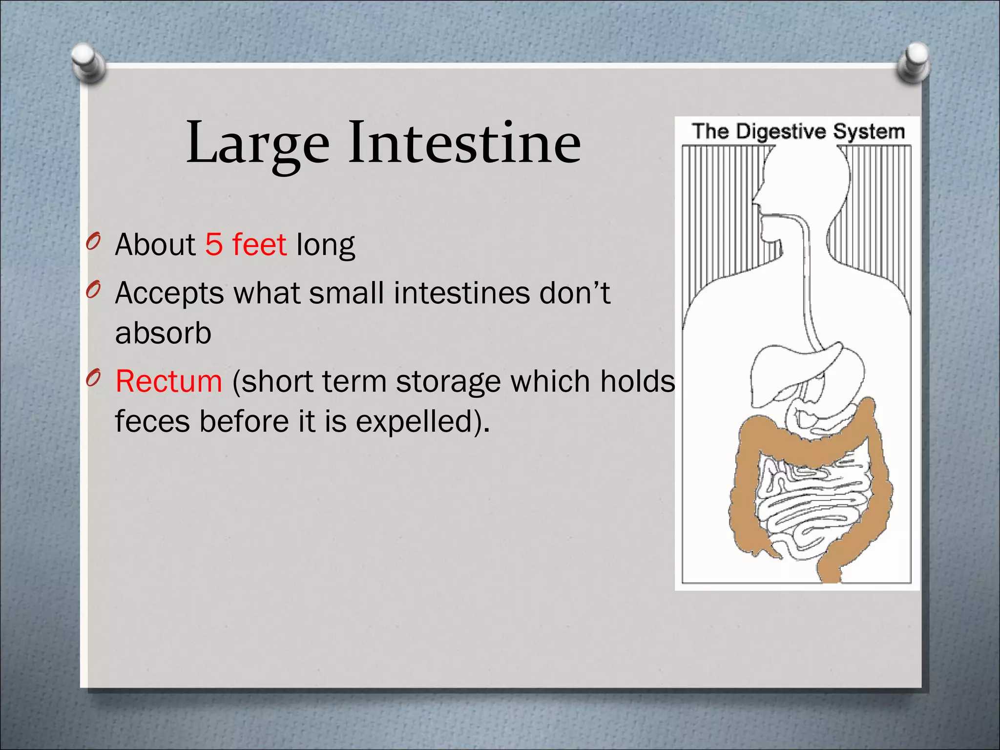 Digestive System Notes | PPT