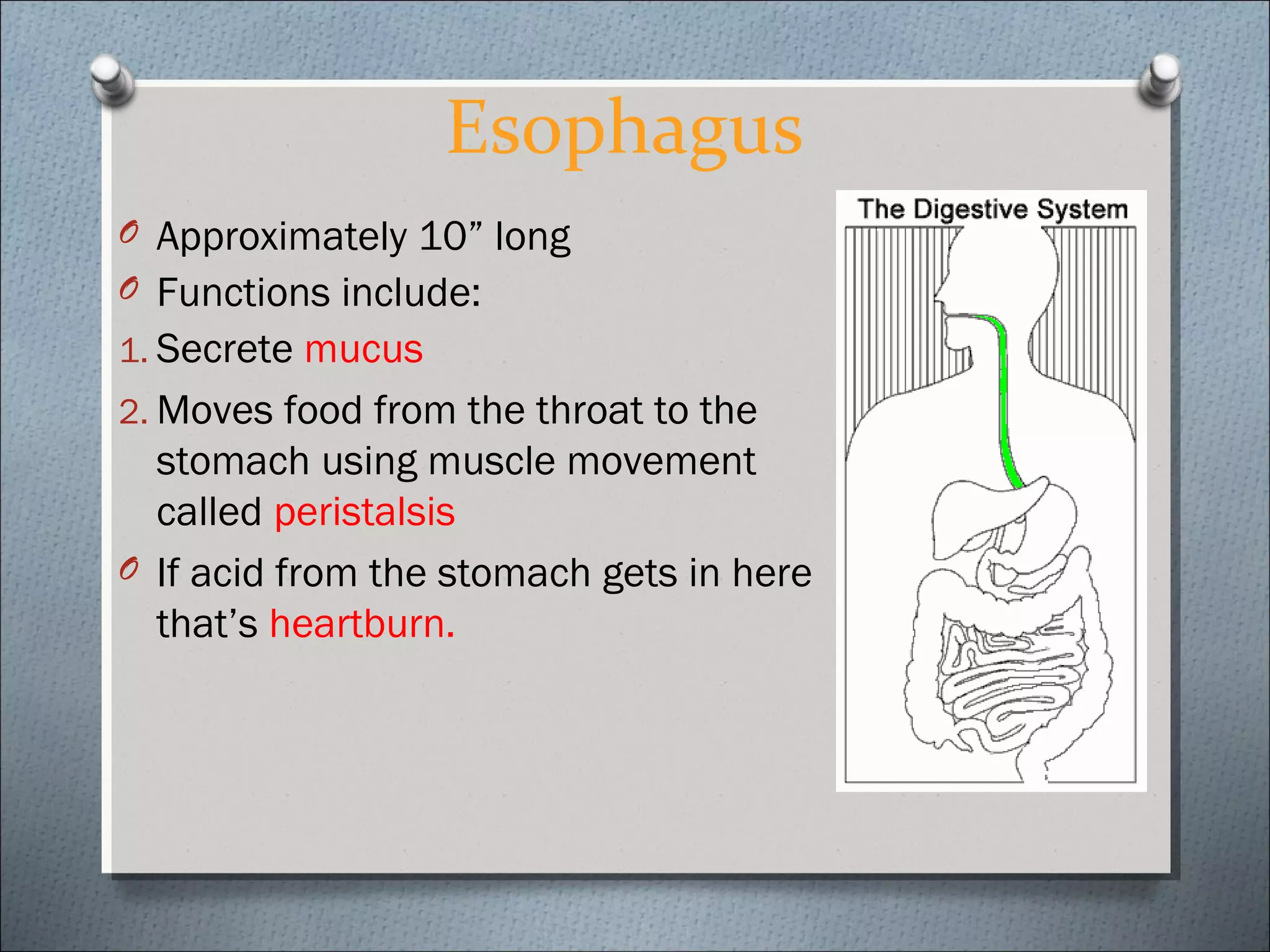 Digestive System Notes | PPT