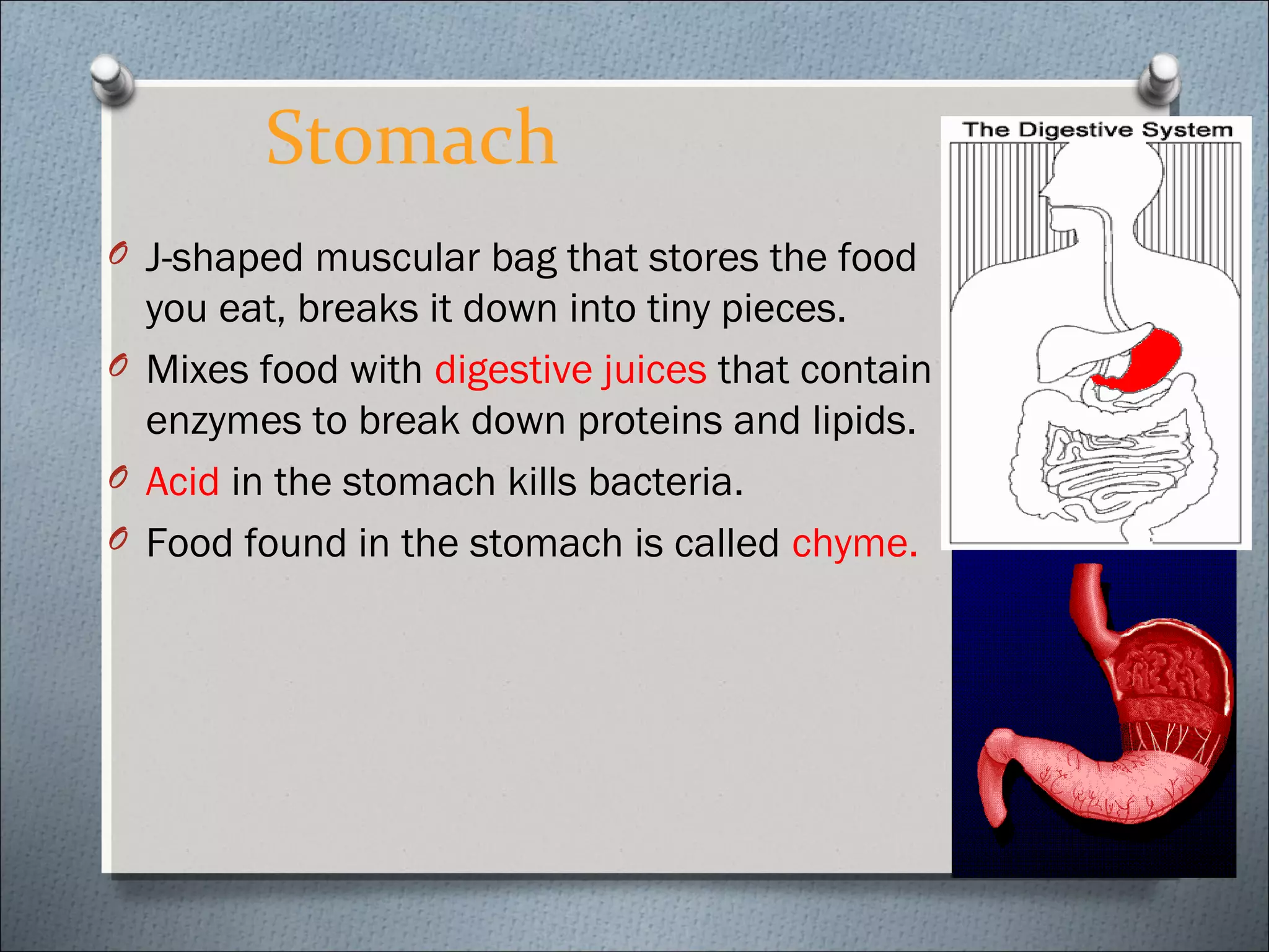 Digestive System Notes | PPT