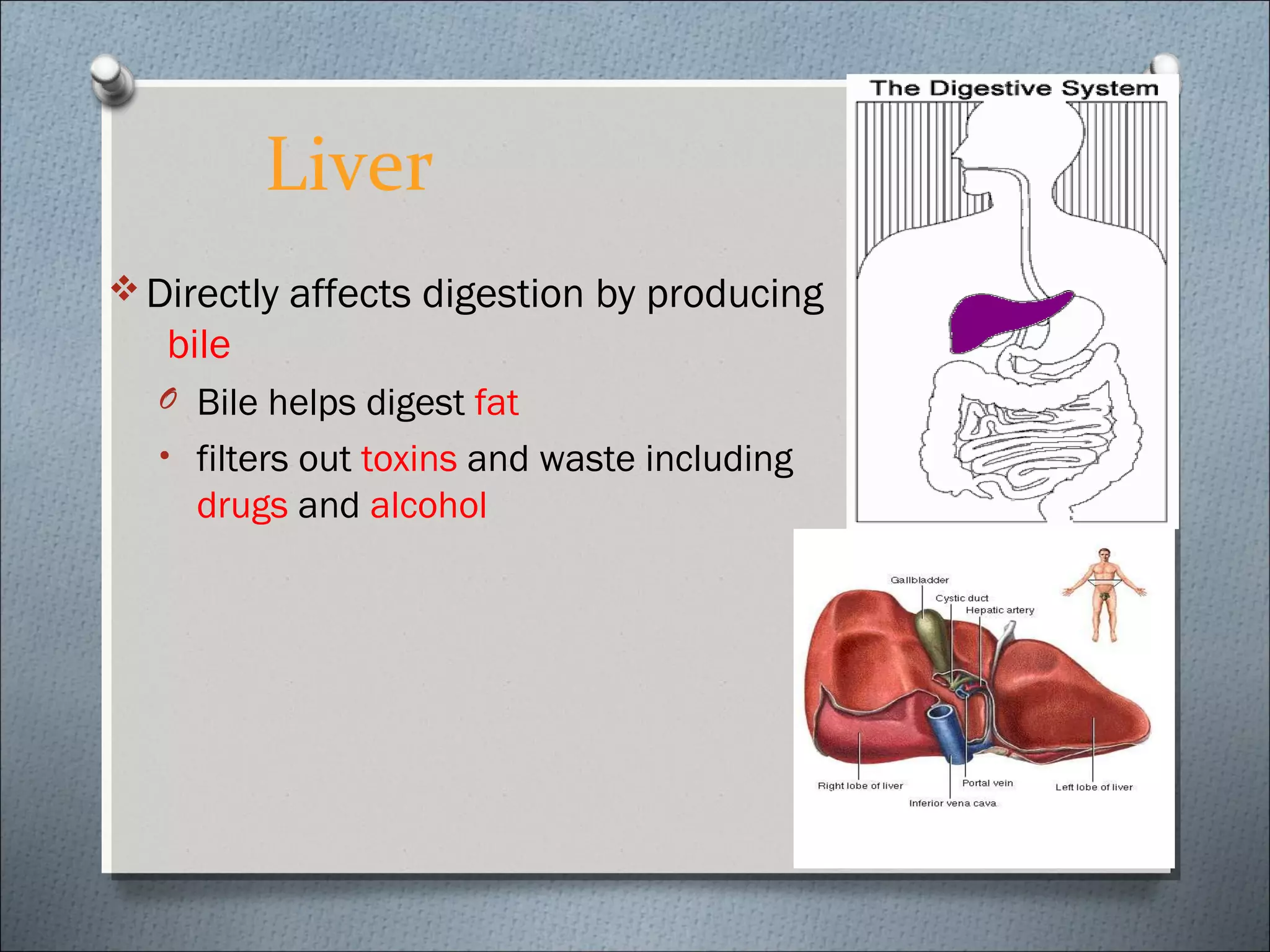 Digestive System Notes | PPT