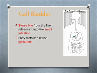 Digestive System Notes | PPT