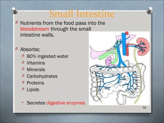 Digestive System Notes | PPT