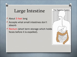 Digestive System Notes | PPT