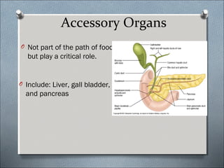 Digestive System Notes | PPT