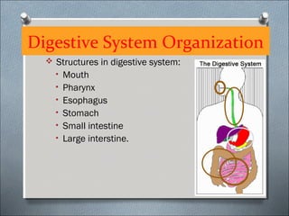 Digestive System Notes | PPT