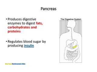 Digestive system notes | PPT