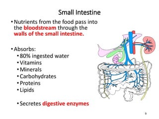 Digestive system notes | PPT