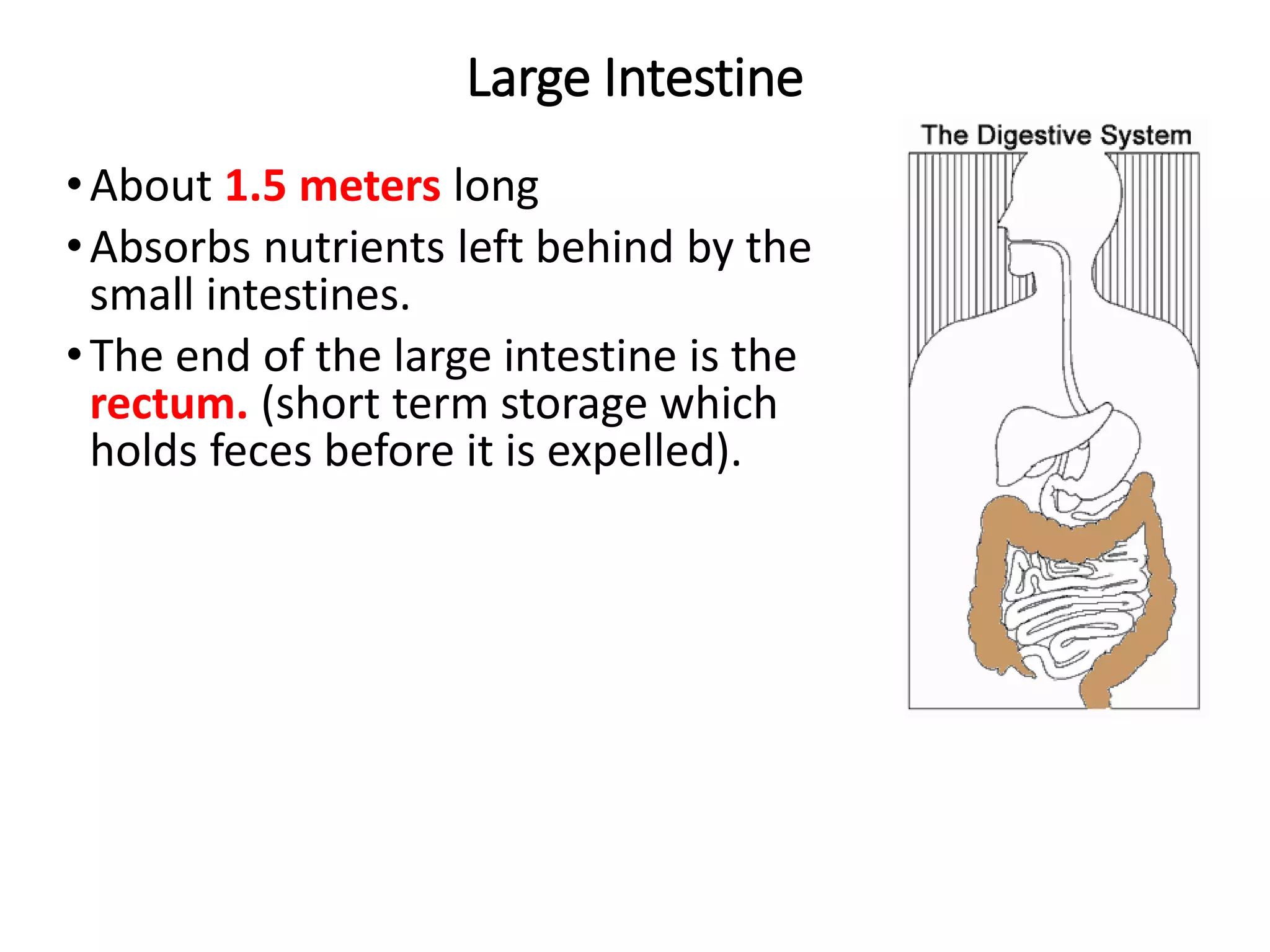 Digestive System Notes.pdf