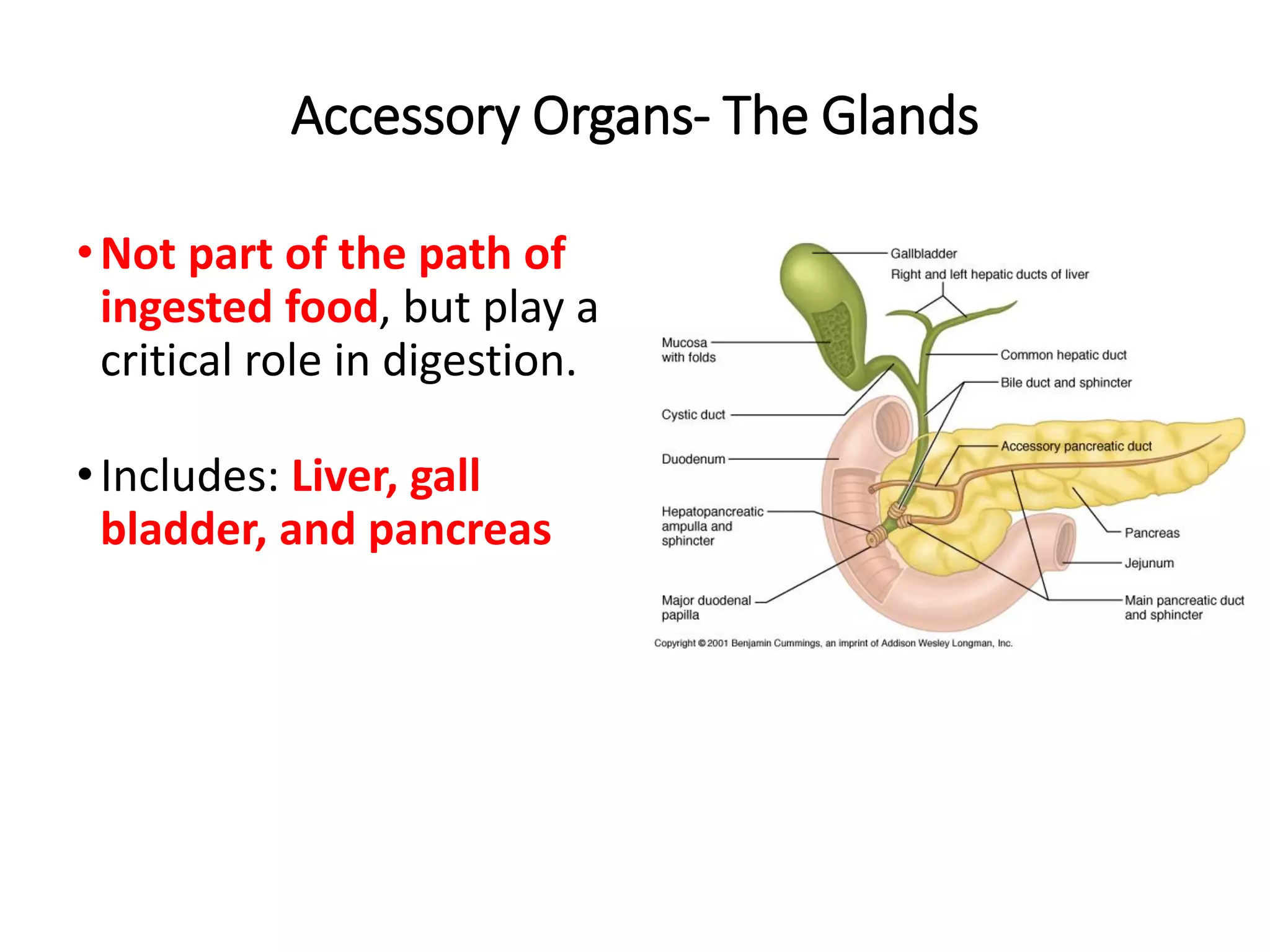 Digestive System Notes.pdf