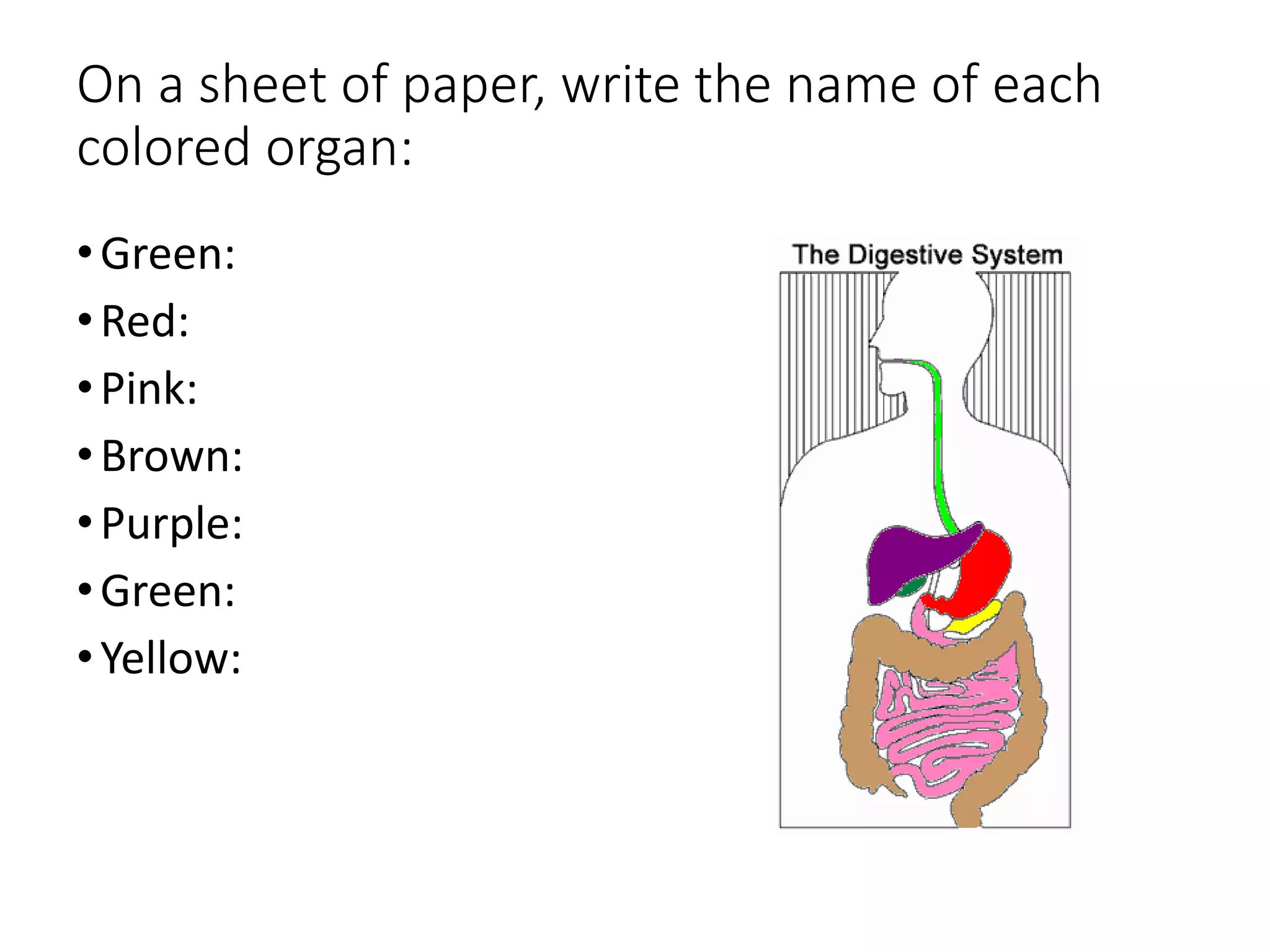 Digestive System Notes.pdf
