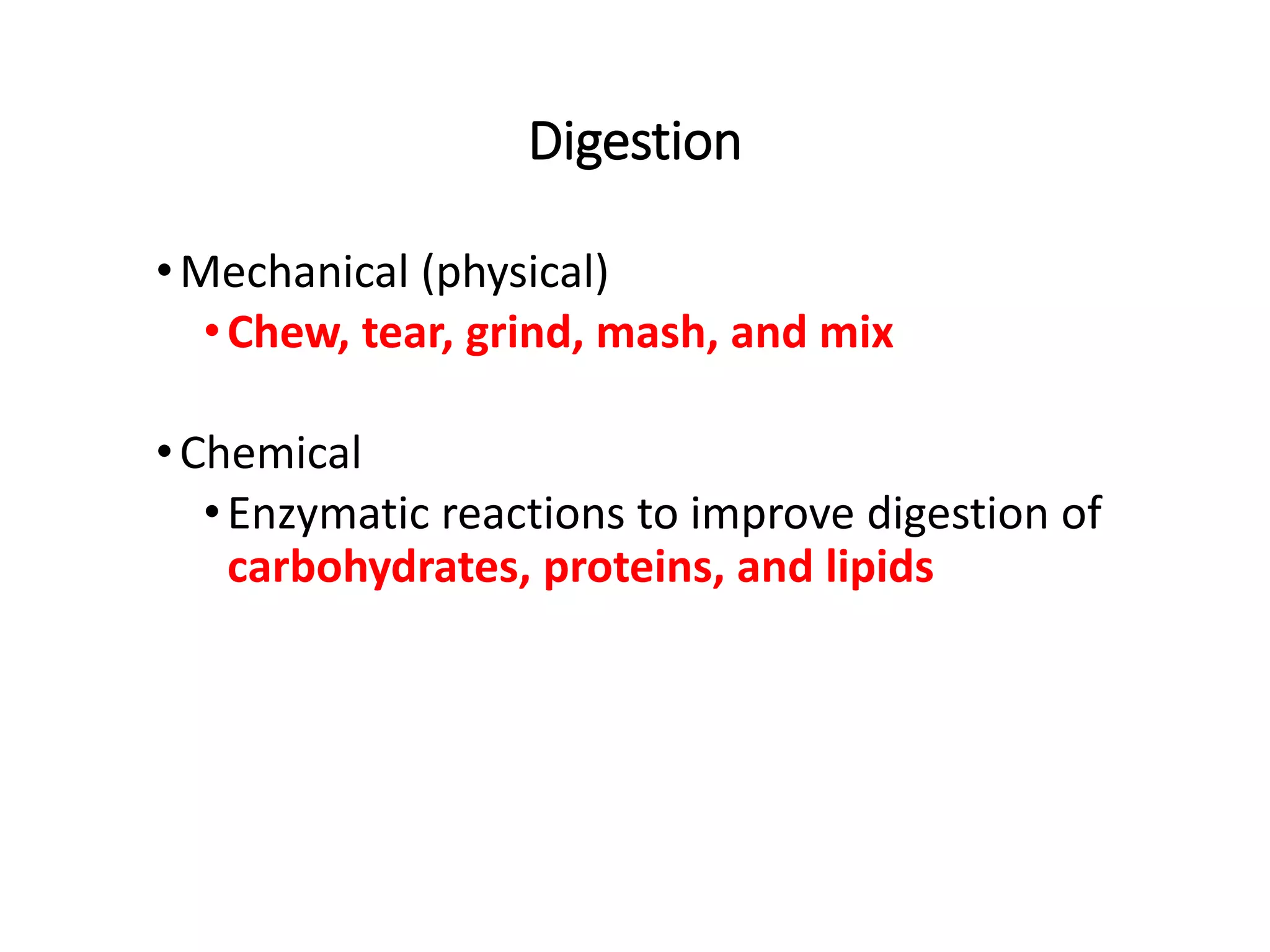 Digestive System Notes.pdf