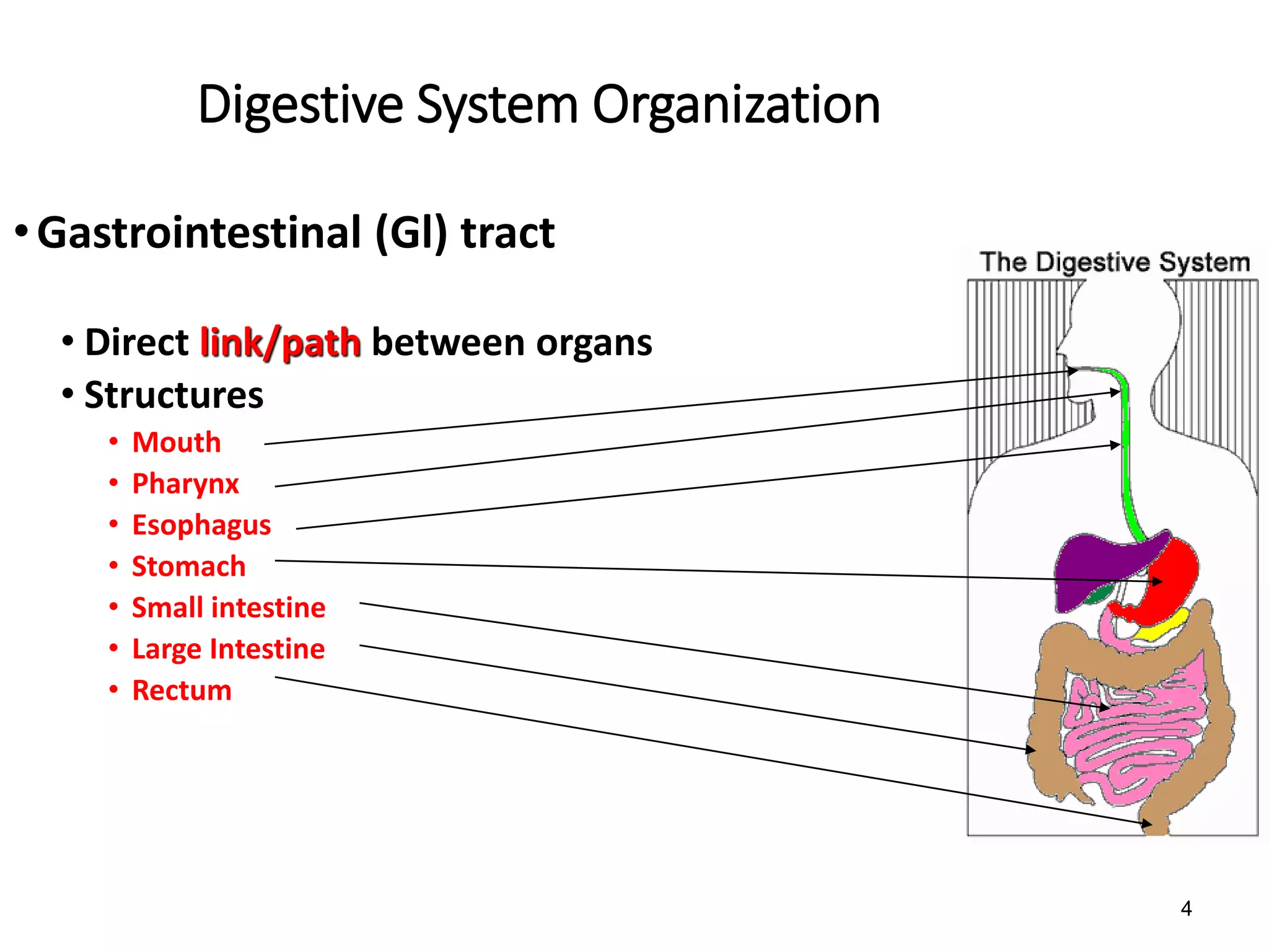 Digestive System Notes.pdf