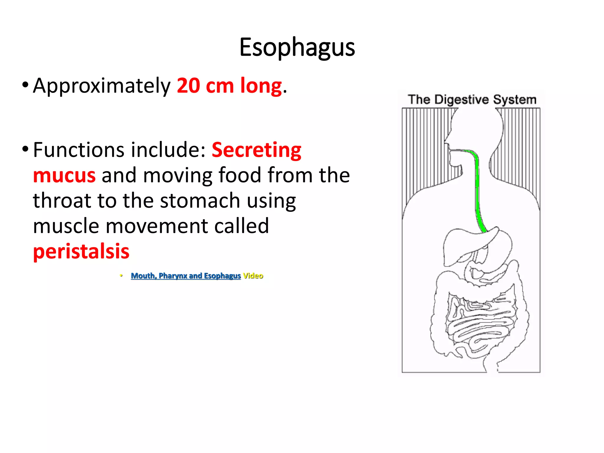 Digestive System Notes.pdf