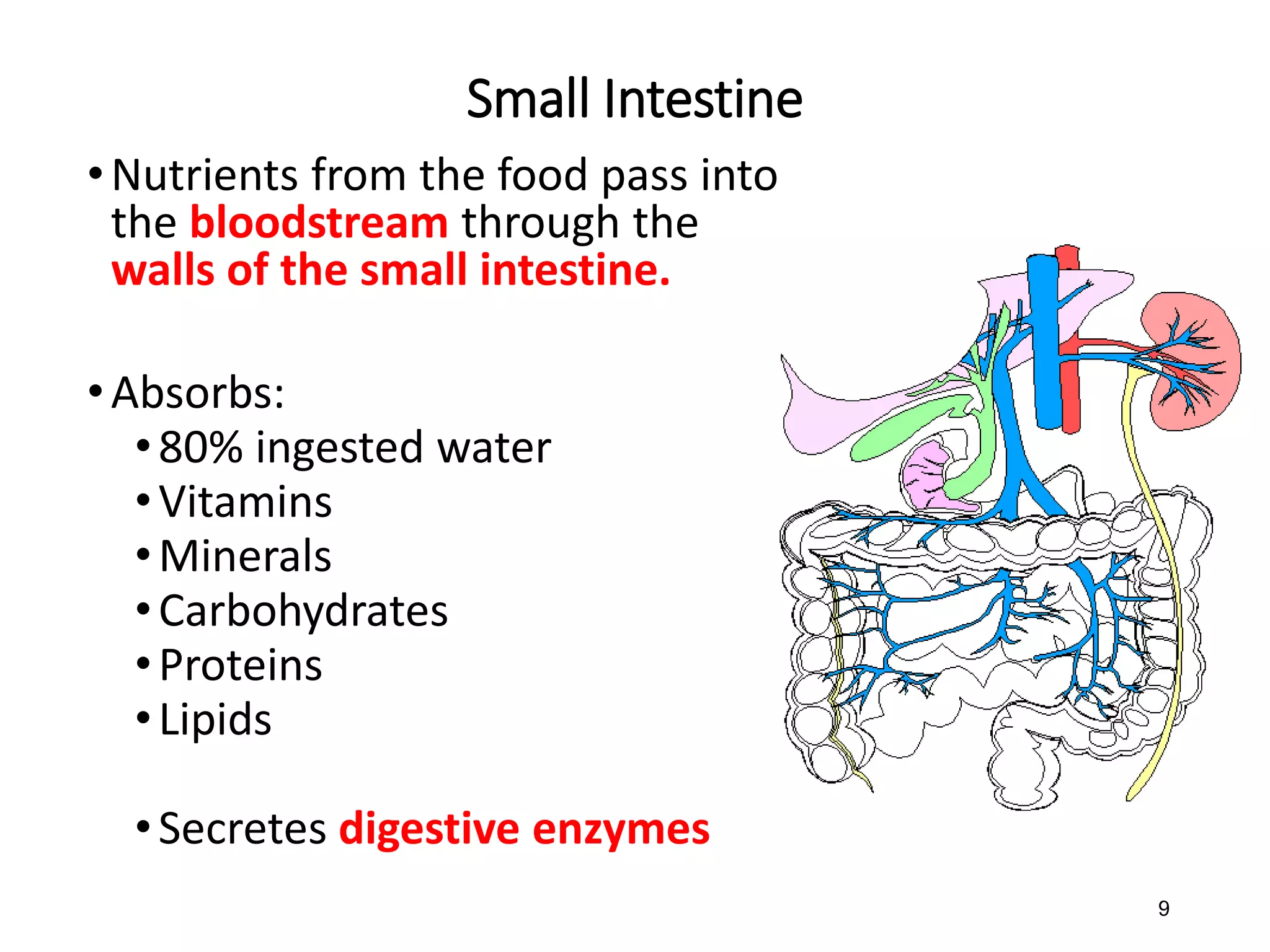 Digestive System Notes.pdf